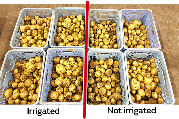 Examples of adoption: Improving potato yields by optimizing irrigation ...